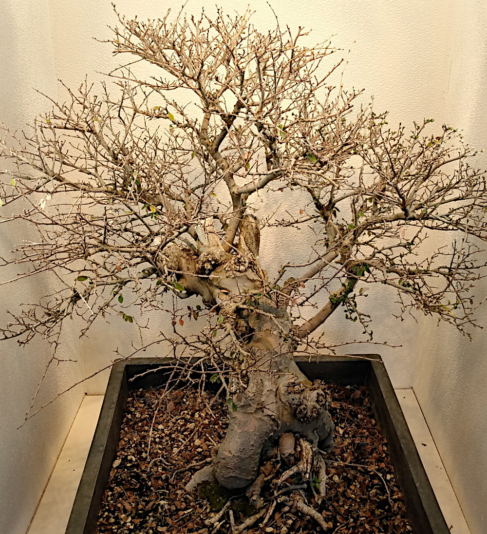 Evergreen Gardenworks Specimen Catalog